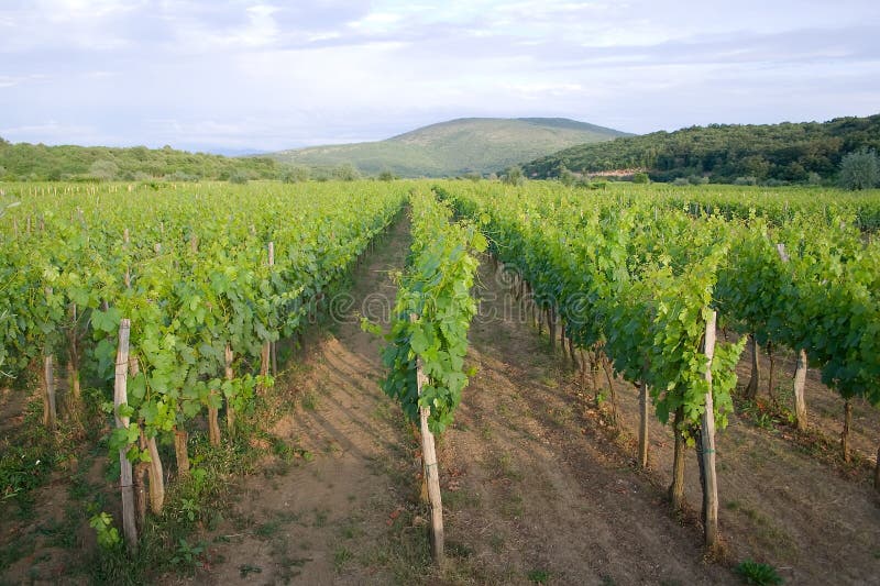 Vigna immagine stock. Immagine di orticoltura, vita, fogliame - 9620285