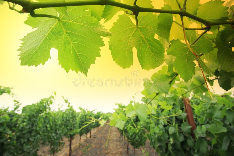 Vigna fotografia stock. Immagine di giardino, podere, paesaggio - 9678994