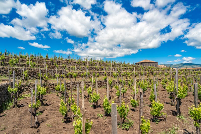 Vigneti Del Monte Etna in Sicilia, Italia Immagine Stock - Immagine di ...
