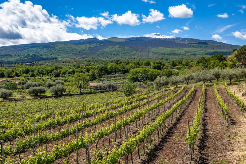 Vigneti Del Monte Etna in Sicilia, Italia Immagine Stock - Immagine di ...