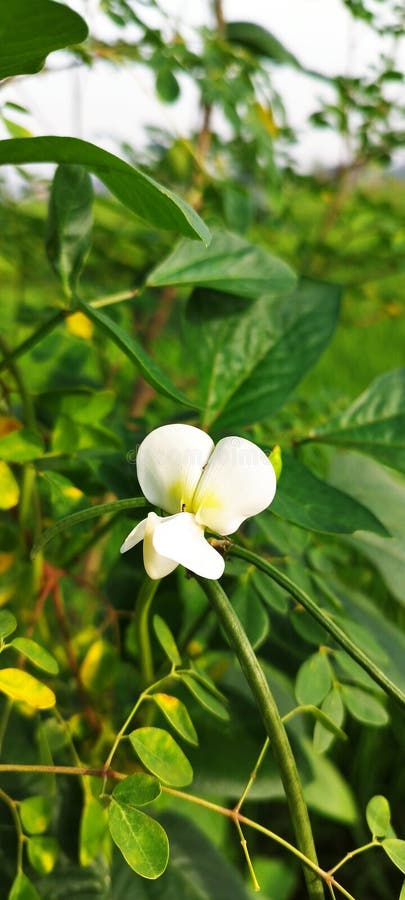 Vigna Flower Natural Beauty Village Stock Image - Image of vigna ...