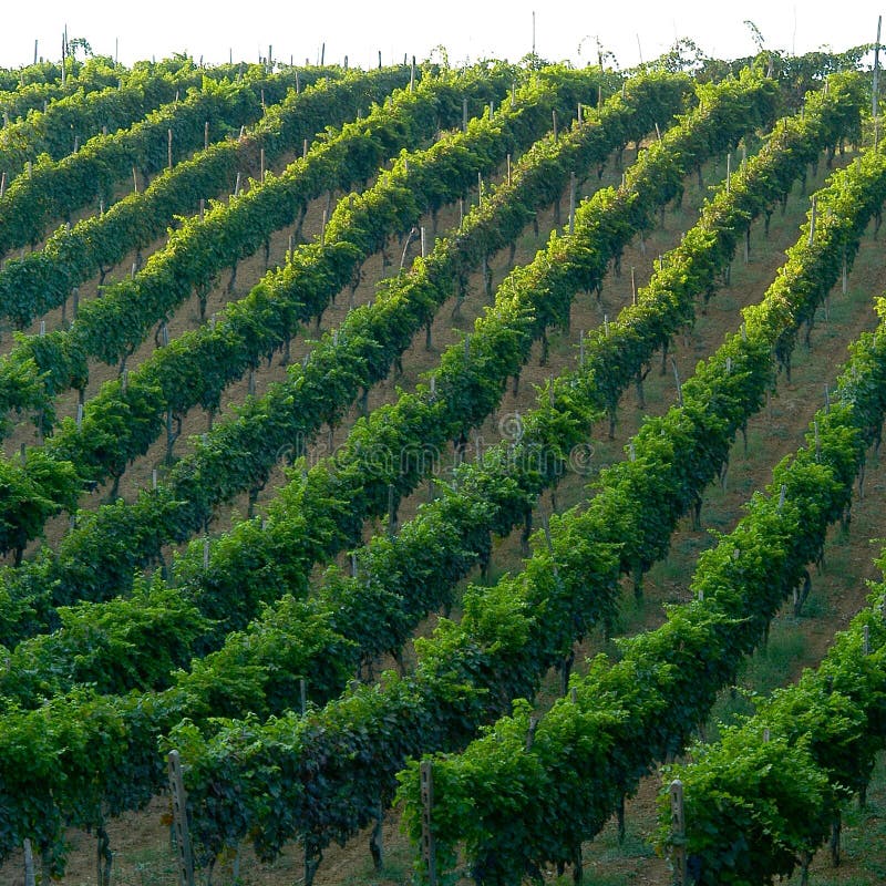 Vigna italiana fotografia stock. Immagine di campo, verde - 39027408
