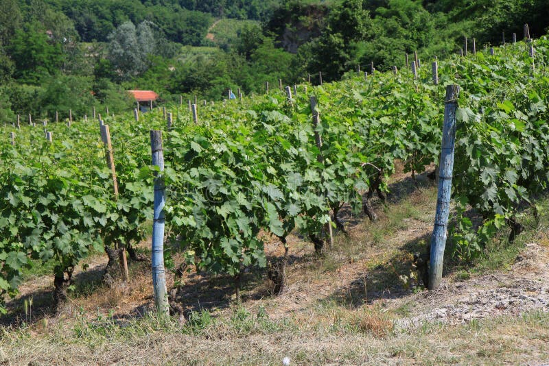 Vigna italiana fotografia stock. Immagine di campo, verde - 39027408