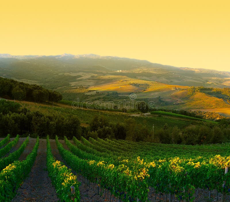 Vigna italiana fotografia stock. Immagine di podere, orticoltura - 16453818