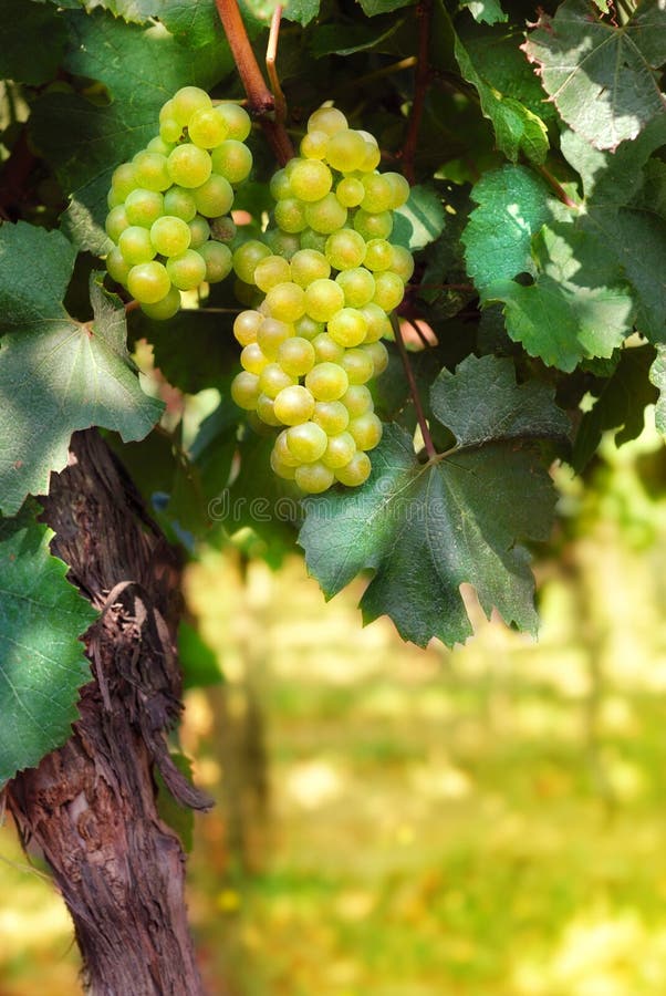Vigna italiana fotografia stock. Immagine di campo, verde - 39027408