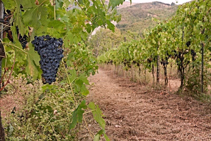 Vigna Sulle Colline Italiane Fotografia Stock - Immagine di toscana ...