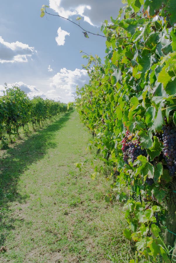 Vigna italiana fotografia stock. Immagine di campo, verde - 39027408