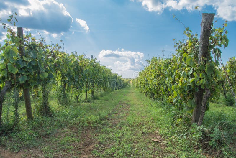 Vigna italiana fotografia stock. Immagine di campo, verde - 39027408
