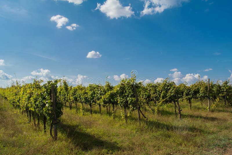 Vigna italiana fotografia stock. Immagine di campo, verde - 39027408