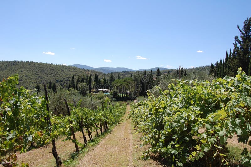 Vigneto toscano italiano fotografia stock. Immagine di popolare - 16681428