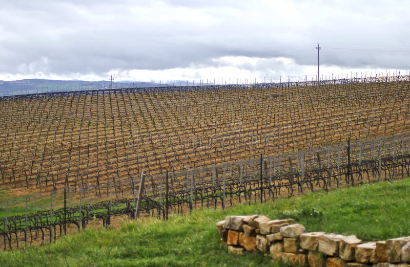 Vigna italiana nuda fotografia stock. Immagine di filiale - 97242242