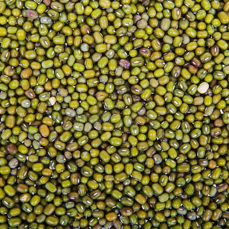 Vigna radiata stock photo. Image of bean, green, radiata - 42622906