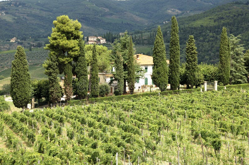 Vigna in Toscana fotografia stock. Immagine di vigna, toscana - 727788