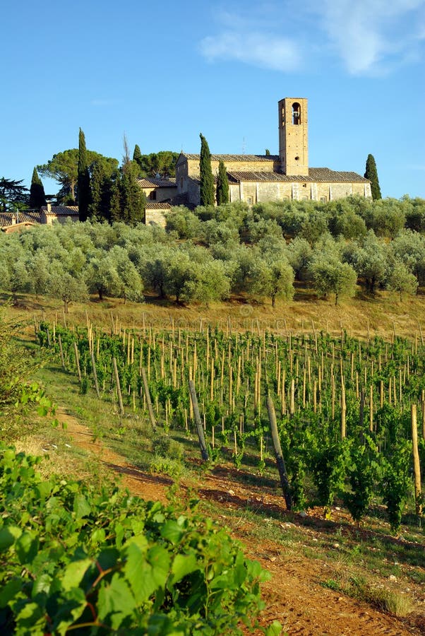 Vigna in Toscana, Italia fotografia stock. Immagine di vigna - 3271638