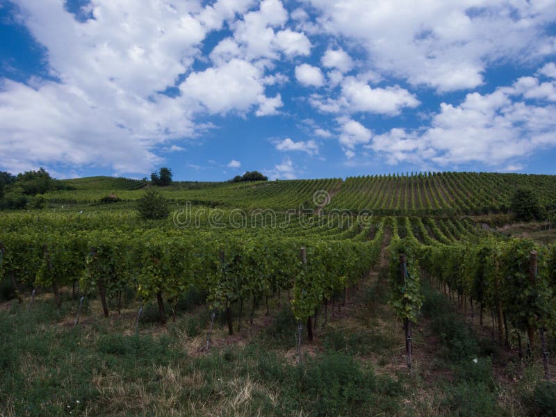 Vigna in una collina immagine stock. Immagine di nave - 44780921