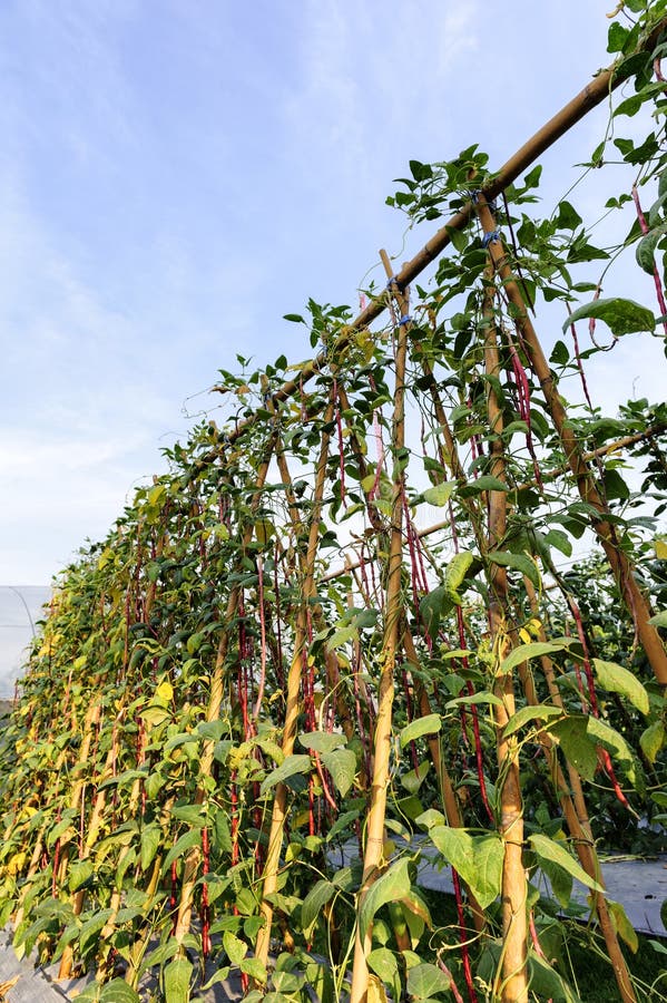 Vigna unguiculata subsp stock image. Image of harvest - 72128515