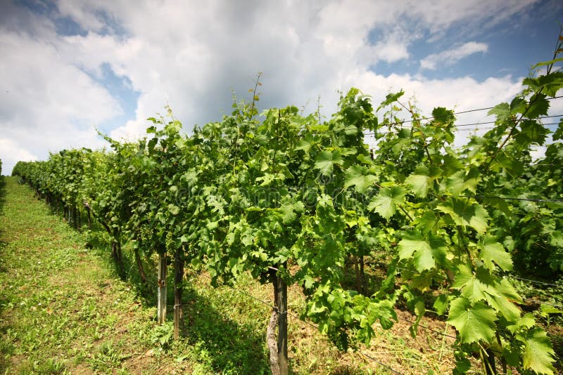 Viti fotografia stock. Immagine di agricoltura, pianta - 10026832