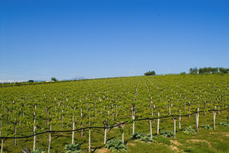 Vigneti fotografia stock. Immagine di paesaggio, panorama - 10367600