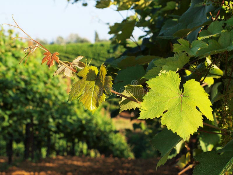 Vigne image stock. Image du centrale, campagne, vigne - 10413549