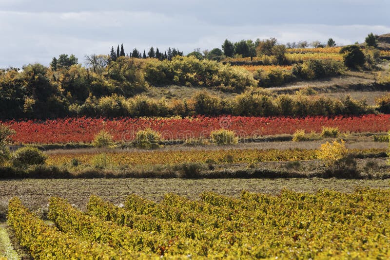 Vigne stock image. Image of leaf, nature, viticulture - 11521421