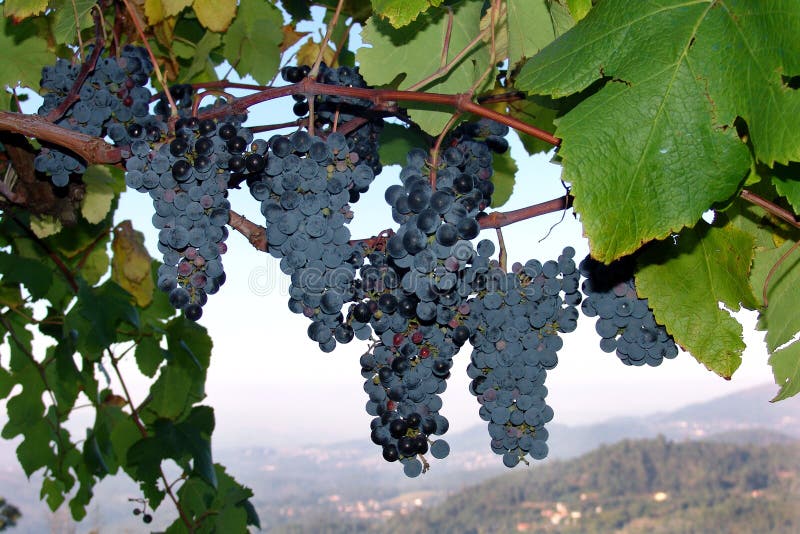 Vigne image stock. Image du lames, pourpré, raisins, fruits - 320353