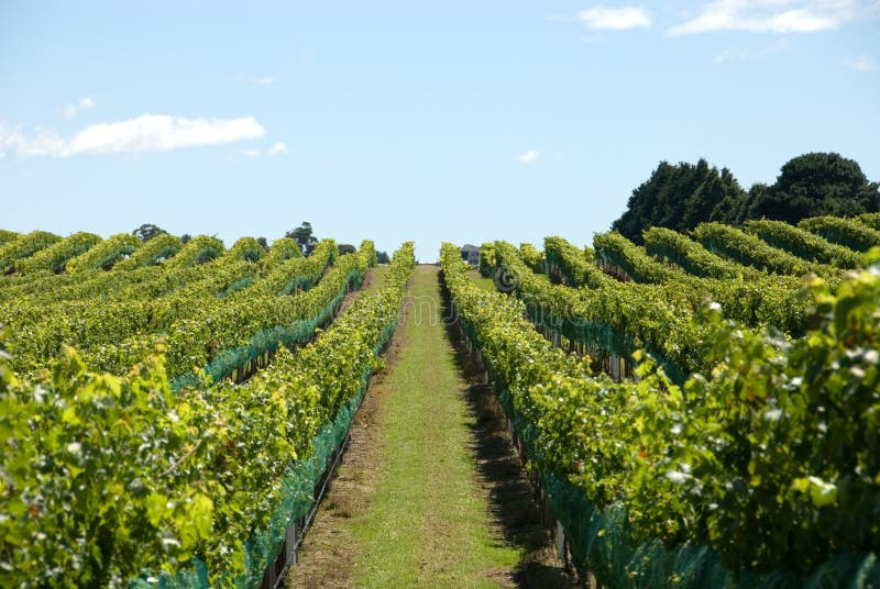 Vigne photo stock. Image du jour, froid, bleu, climat - 5182488