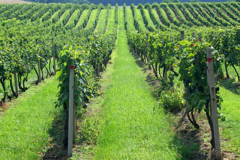 Vigneti immagine stock. Immagine di farmland, agricoltura - 9662543