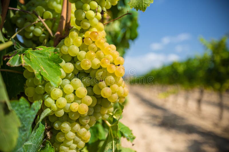 Horizontal De Vigne Et De Raisins. Image stock - Image du côte, raisin ...