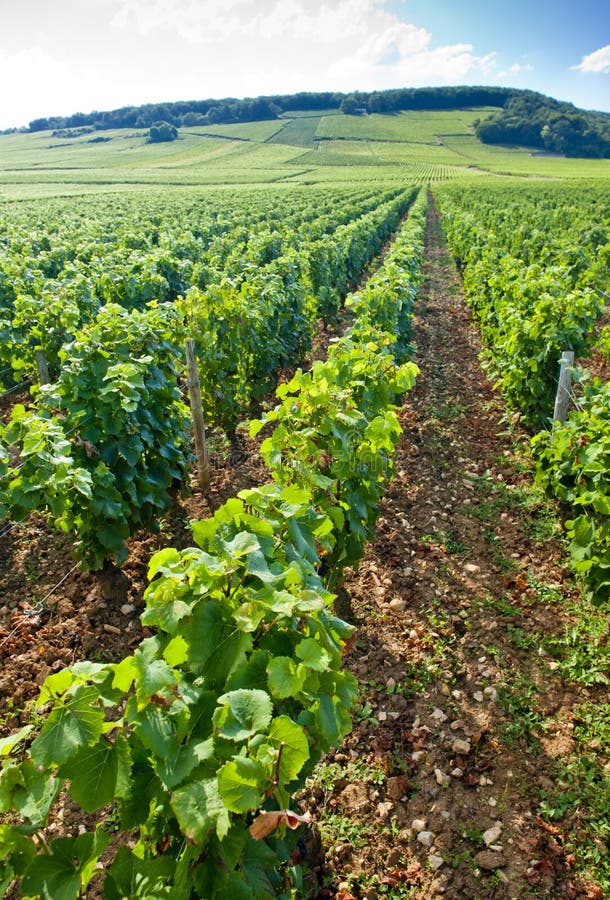 Vigne, Bourgogne image stock. Image du viticulture, rural - 22411831