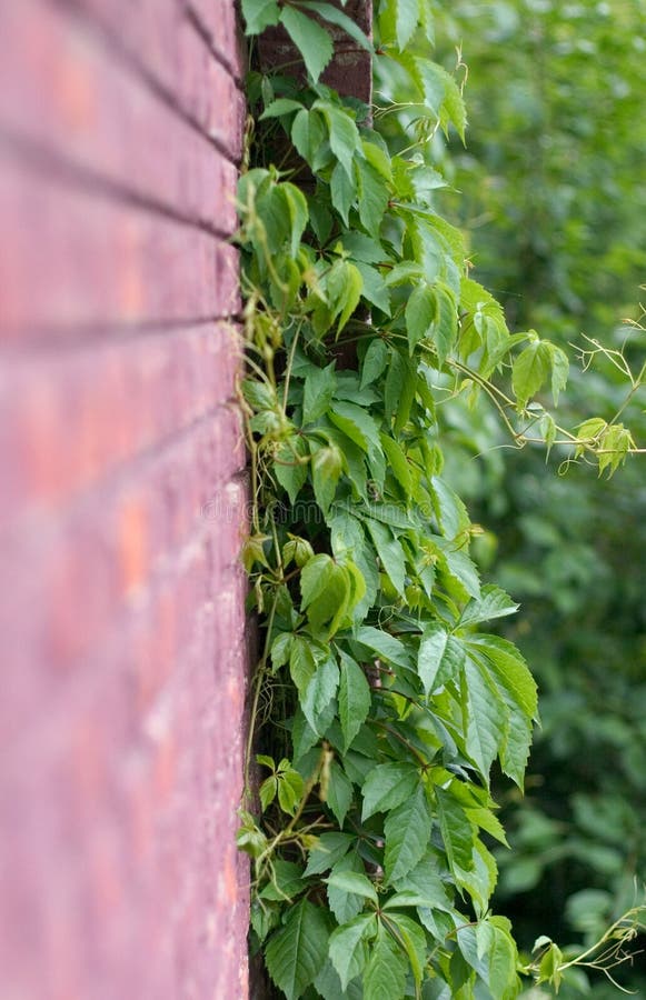Vigne de plante grimpante photo stock éditorial. Image du brique - 186808