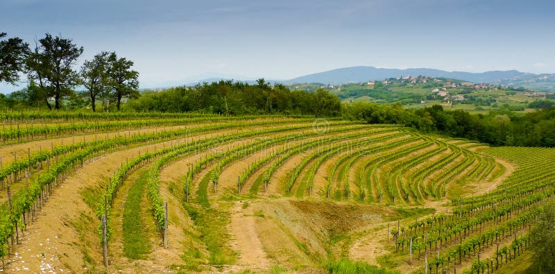 Regione Del Vino Di Collio, Friuli Venezia Giulia, Italia Fotografia ...