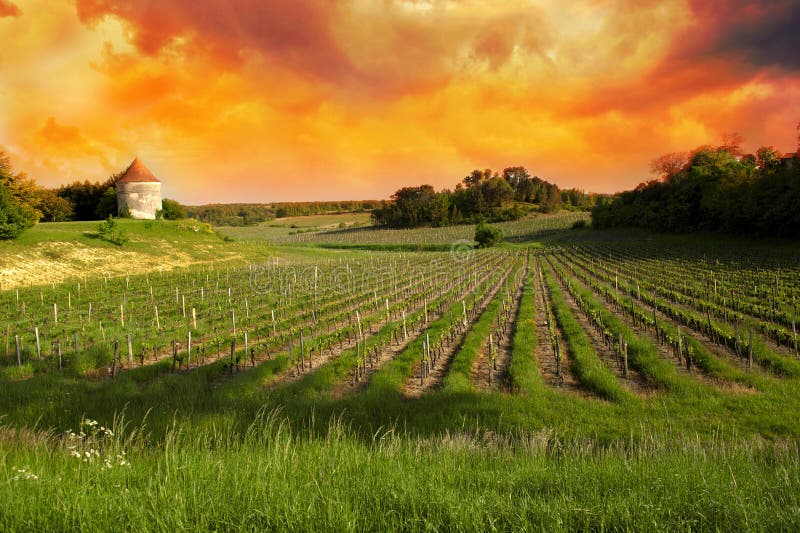 Vigne Di Saint Emilion, Vigne Del Bordeaux Fotografia Stock - Immagine ...