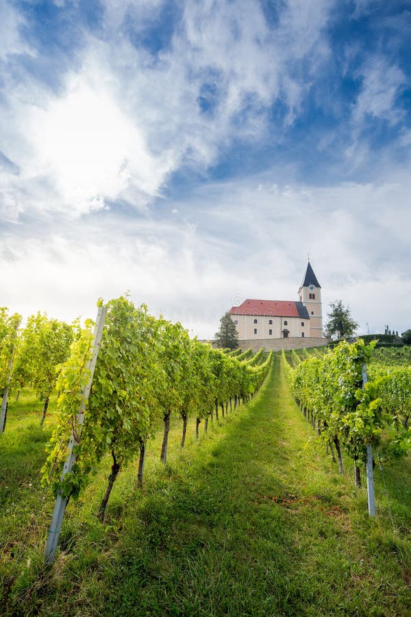 Automne Dans Le Vignoble, Basse Autriche Image stock - Image du ...
