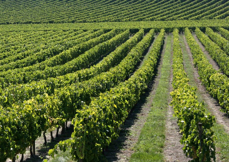 Vigne en Bordeaux, France photo stock. Image du tourisme - 1207874