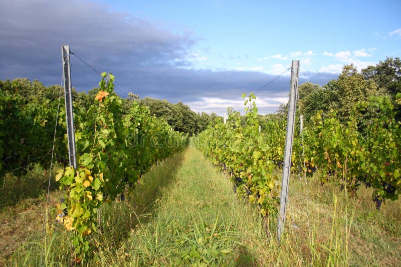 Vigne roumaine image stock. Image du nature, raisin, fruits - 11588939