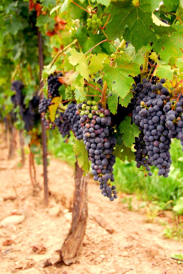 Vieilles Vignes (tige) Avec Des Raisins Photo stock - Image du fruits ...