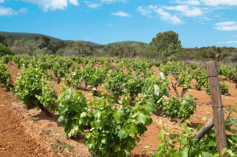 Vignes photo stock. Image du europe, rural, vignes, pays - 25240702