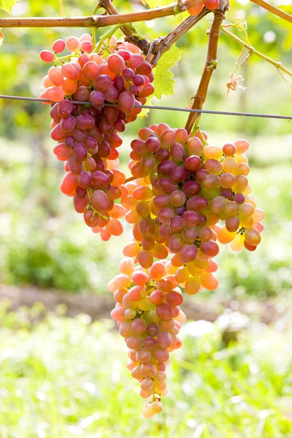 Vignes dans la vigne image stock. Image du vigne, groupes - 12427333