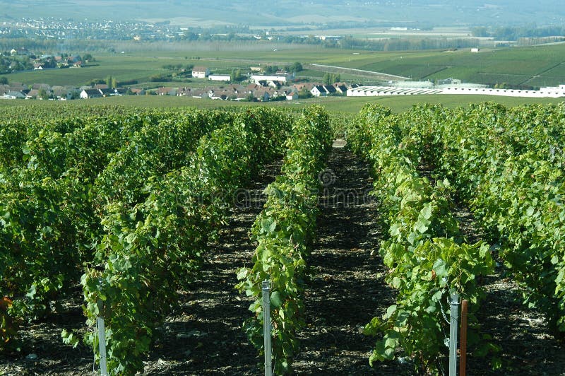 Vignes de Champagne photo stock. Image du beau, vigne, produit - 312664
