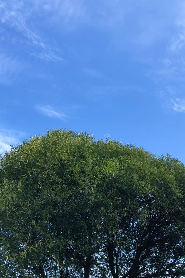 Vignette of Green Tree Branches with Blue Sky, Vertical Photo Stock ...