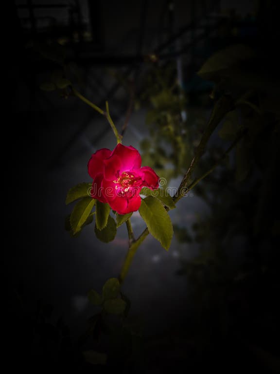 Vignette photo of rose stock photo. Image of vignette - 182753678