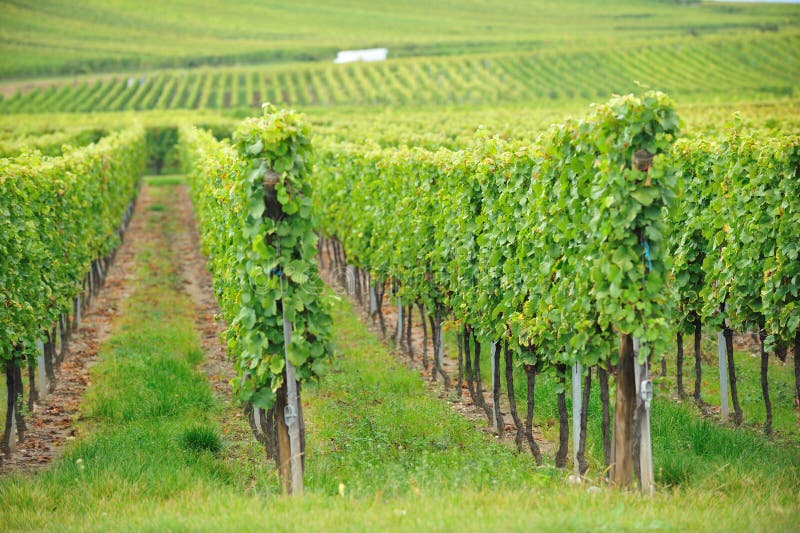 Vigne d'Alsace image stock. Image du alsace, vigne - 24666917