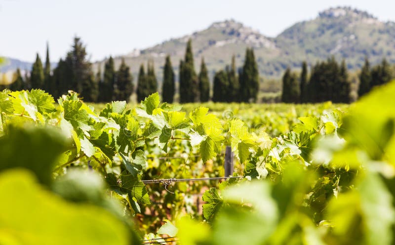 Vignoble de la Provence image stock. Image du viticulture - 43150191
