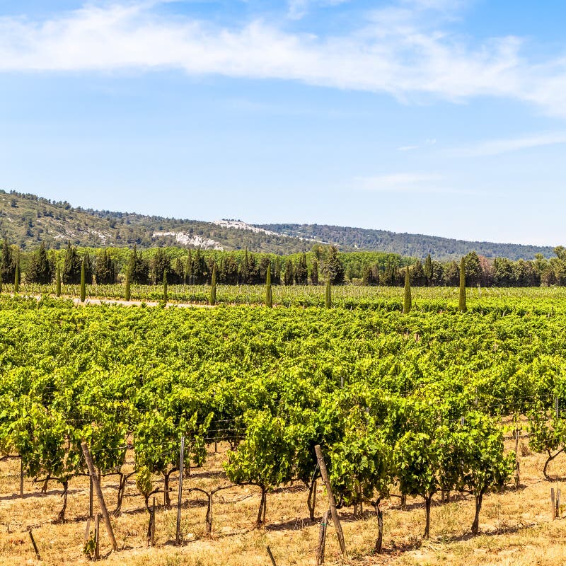 Vignoble de la Provence image stock. Image du viticulture - 43150191