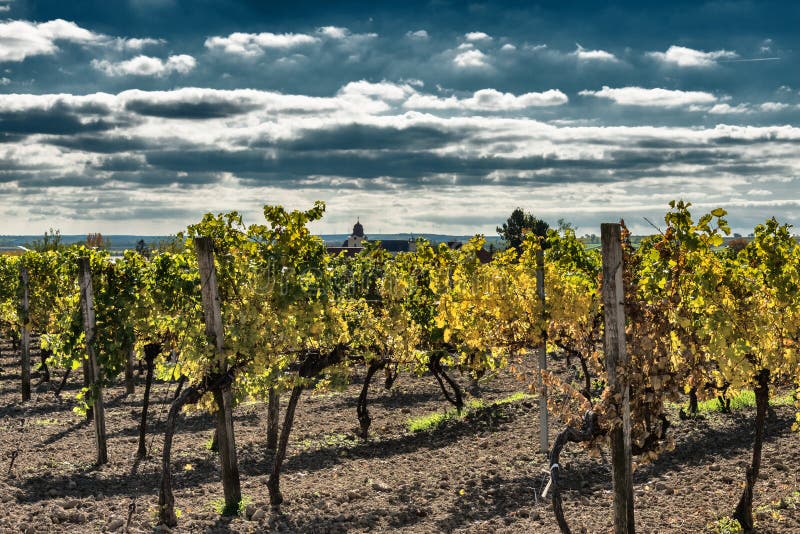 Automne Dans Le Vignoble, Basse Autriche Image stock - Image du ...