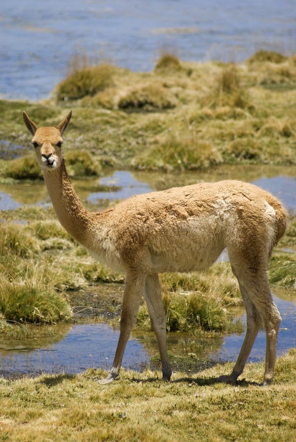 Vigogna in Bolivia fotografia stock. Immagine di lamas - 29407396