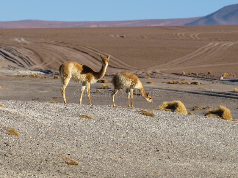 Vigogna fotografia stock. Immagine di piccolo, cile, roccia - 32025330