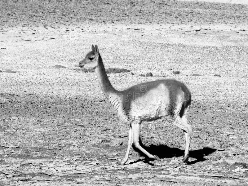 Vigogna immagine stock. Immagine di altezza, paesaggio - 59999815