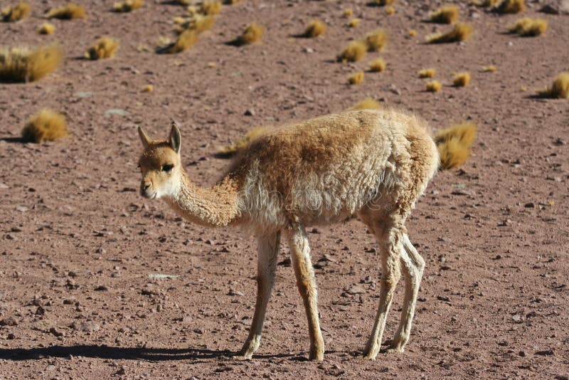 Vigogna animale andina fotografia stock. Immagine di cile - 57871248
