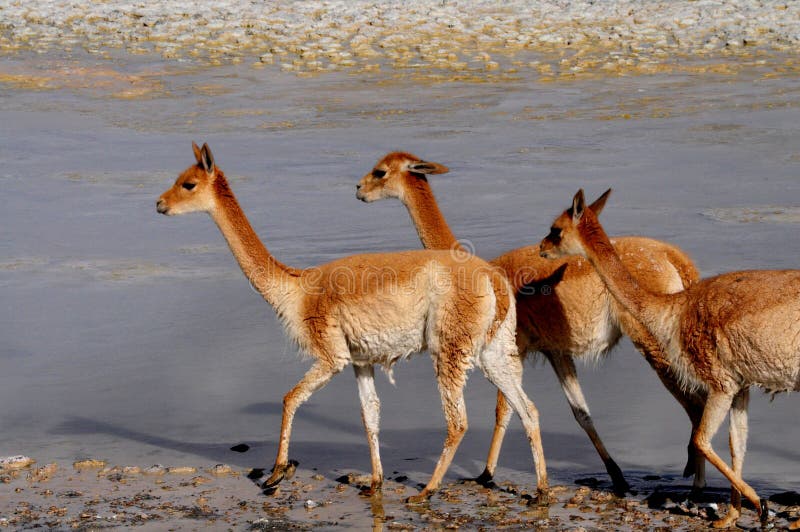 Vicuñe in Bolivia fotografia stock. Immagine di vigogna - 29407396